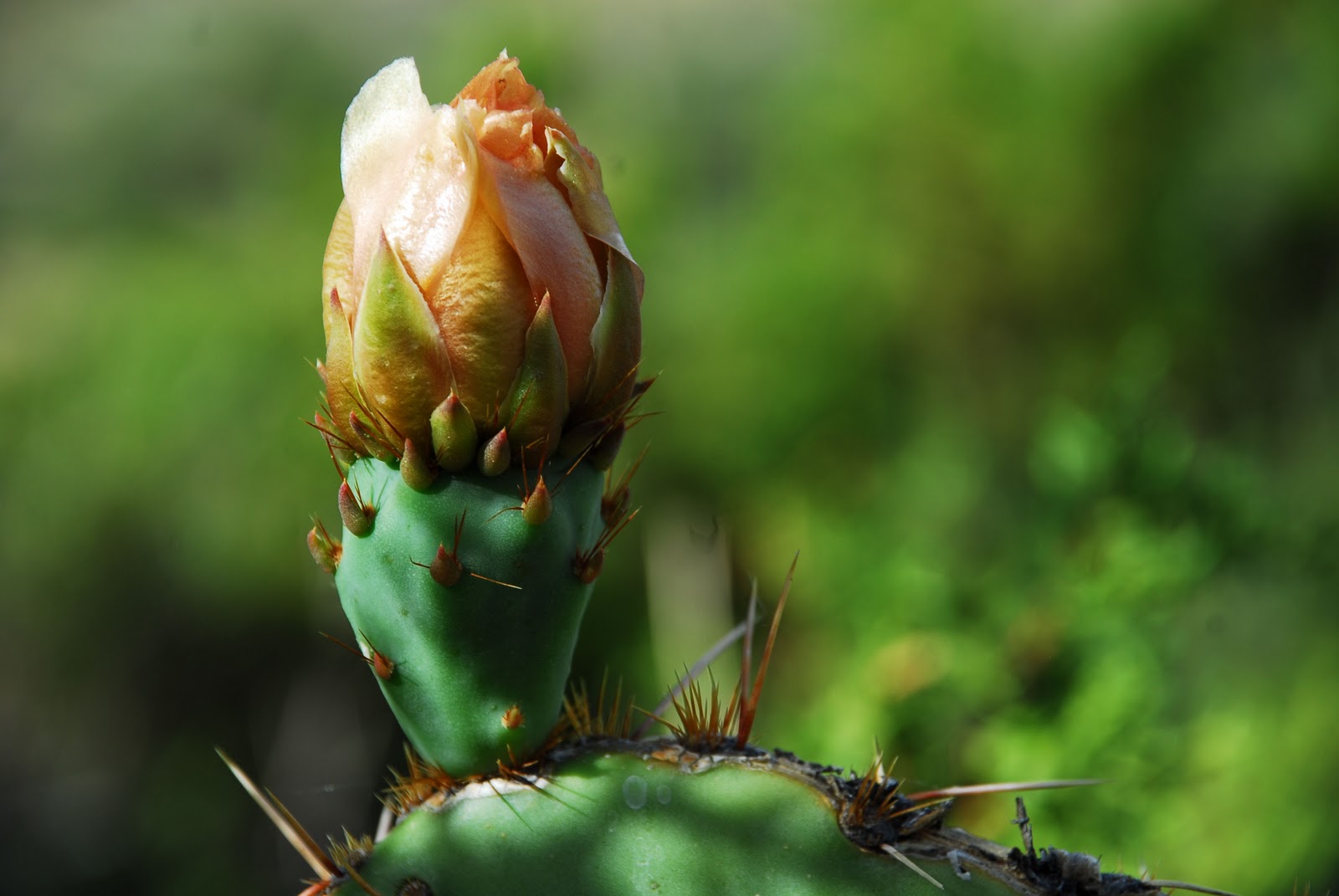 Texas Mountain Trail Daily Photo: Flowers of the Smith Spring Trail ...