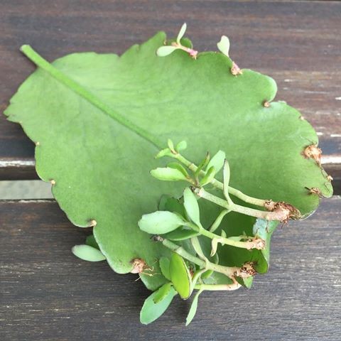 SPPL 1212 : PEMBIAKAN DAN PENGURUSAN TANAMAN