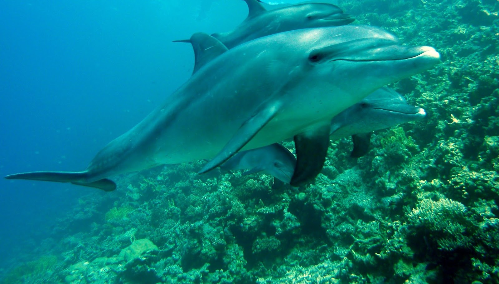 Contes d' Animals: EL DOFÍ