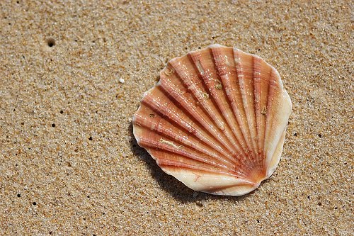 DEVOCIONES DE ESTEPA: CONCHA DE SANTIAGO