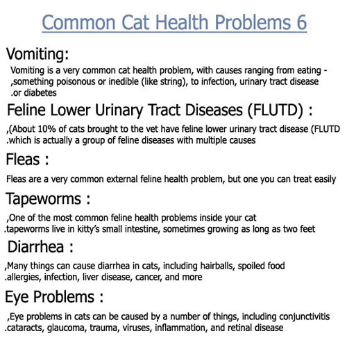 6 Common Cat Health Problems | 7bestways