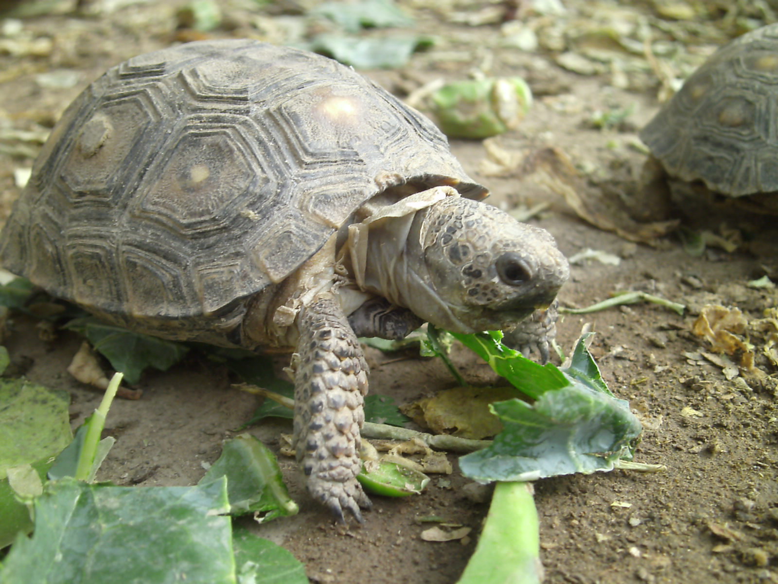 CRIADOR DE LA TORTUGA DE TIERRA,GOPEHRUS BERLANDIERI: TORTUGAS EN VENTA ...