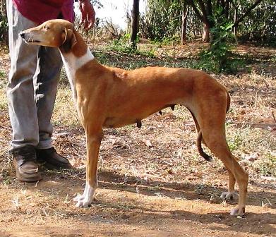 #ashokasays: Dogs- Mudhol Hound