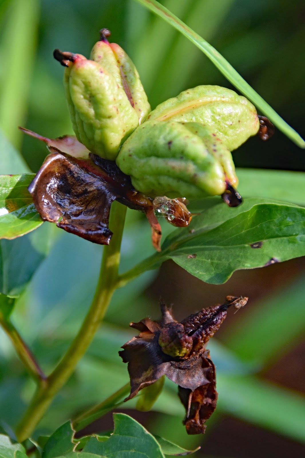 Southern Peony: 2016 Intersectional Peony Hybridizing Seed Pods