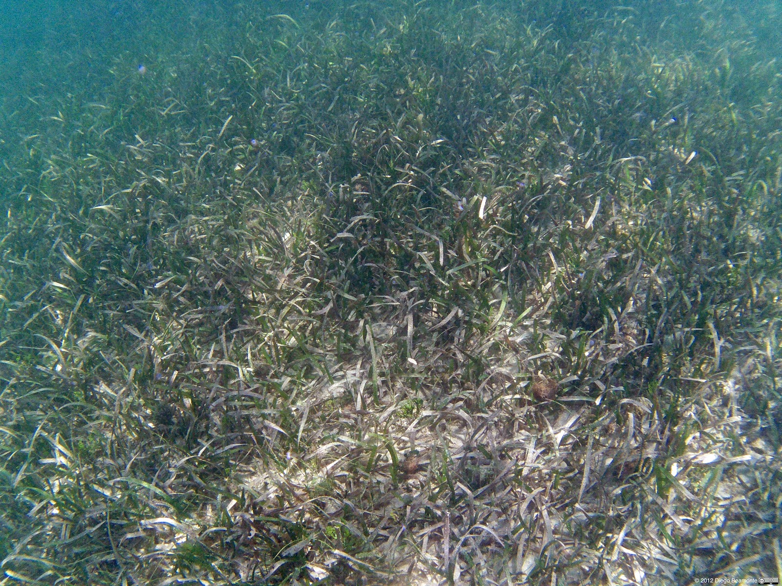 The Apprentice Manatee: Turtle Grass