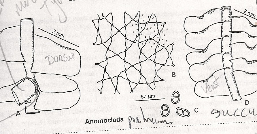 Flora de Puerto Rico Ilustrada Papo Vives: HEPÁTICA FOLIOSA ANOMOCLADA ...