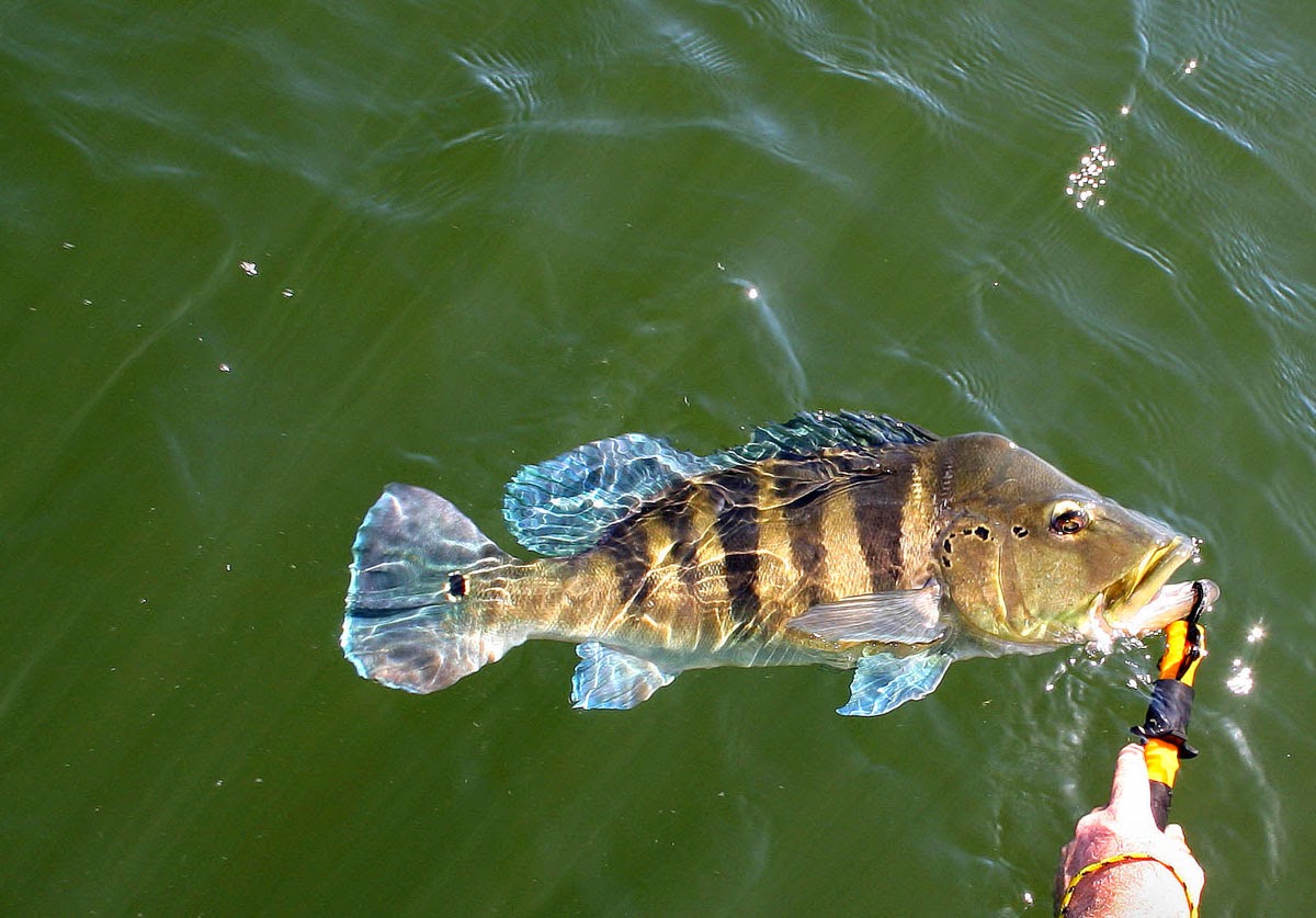 Pescaria de dicas: Tucunaré pt-2