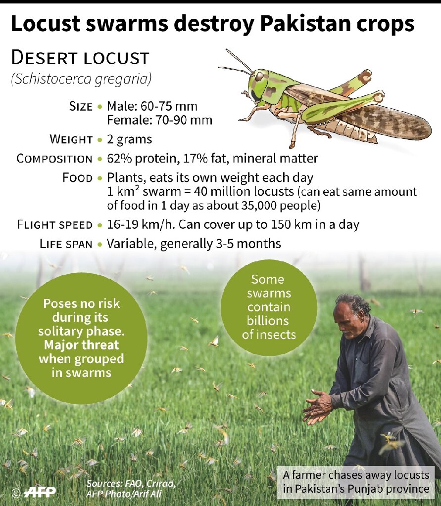The birth of Modern Man: Pakistan battles locusts by turning them into ...