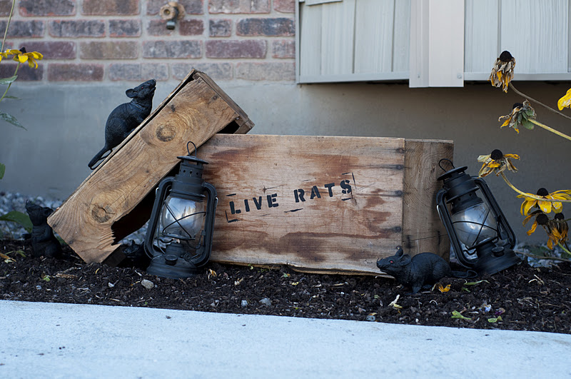 When Hinges Creak: Rat Infestation