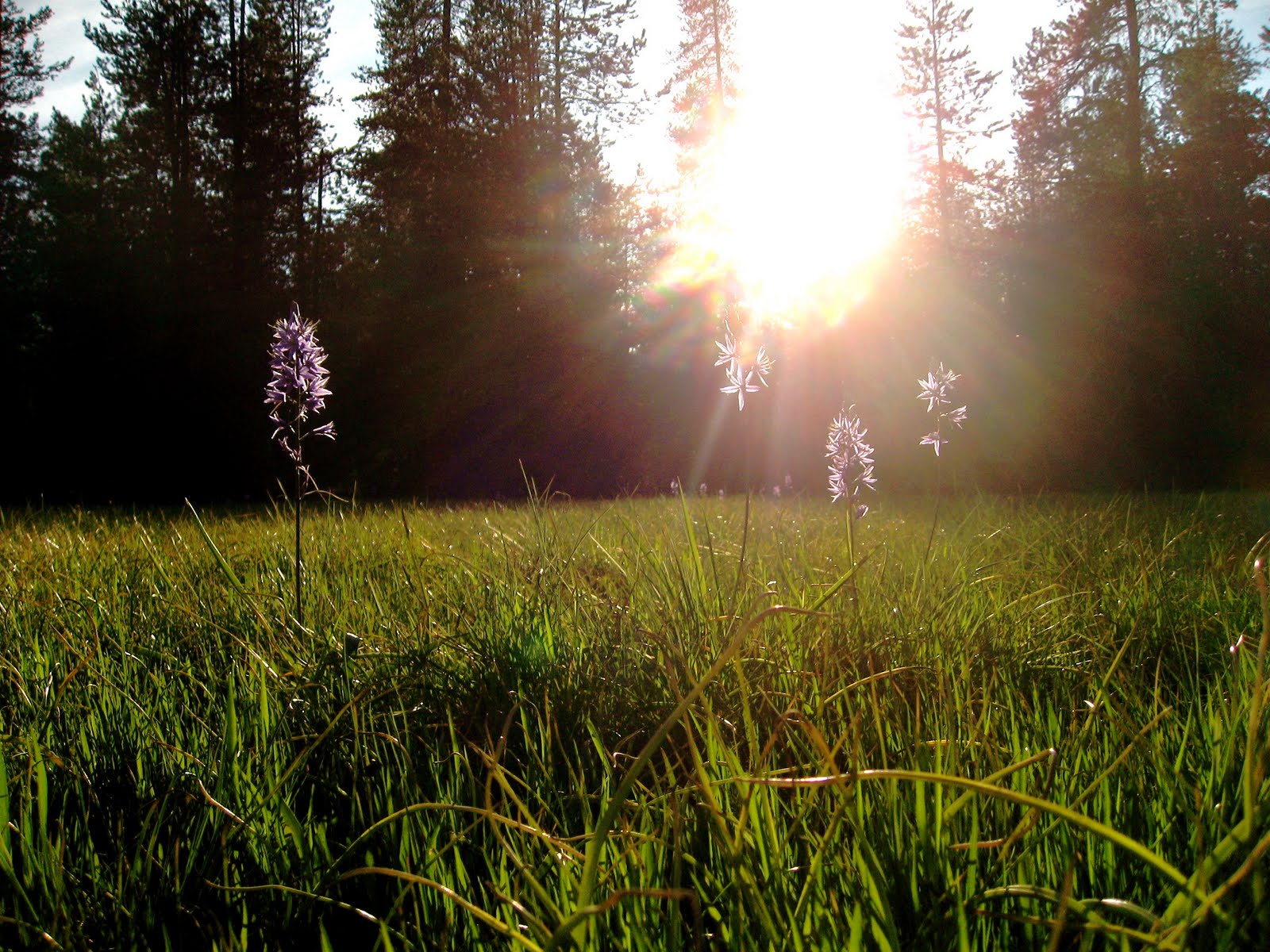 Dreams & Happy Things...: Magical Meadow