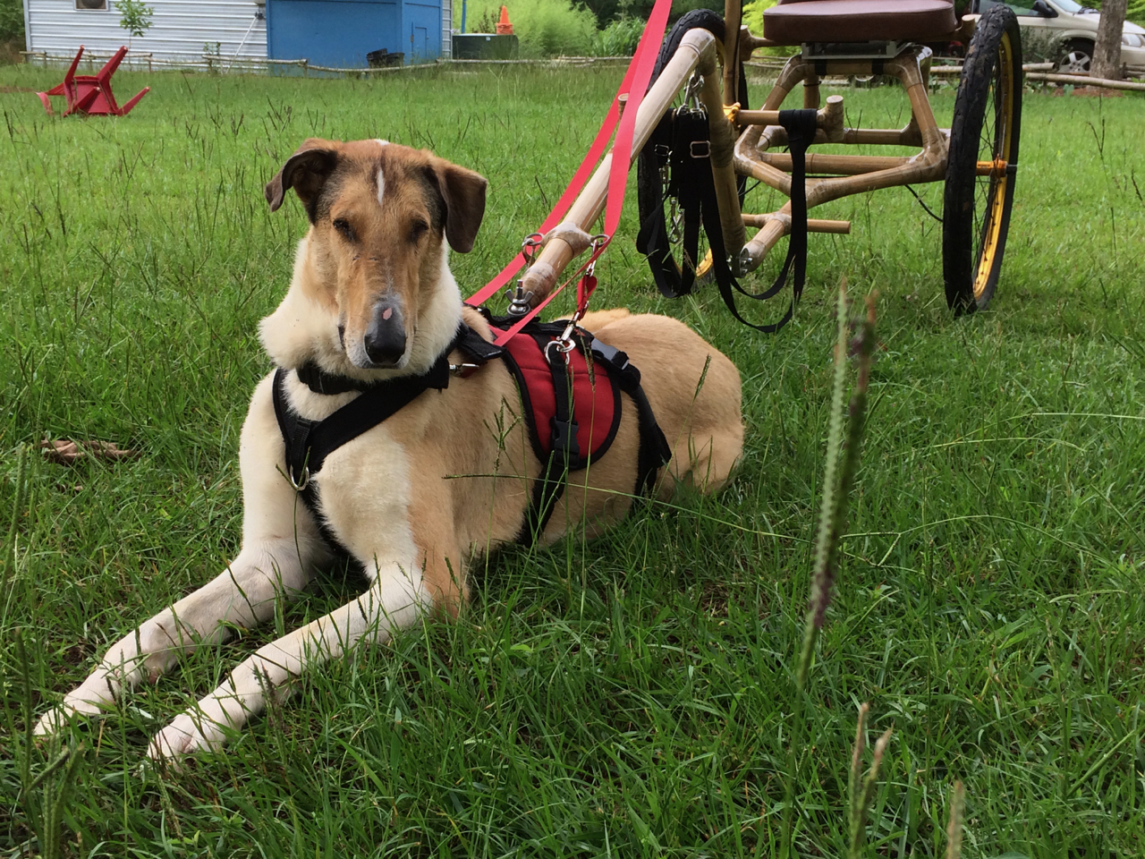 All things Collie: The Versatile Collie - Sulky driving