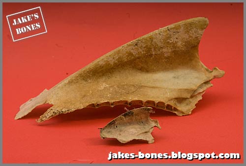 Do Bats Have A Keeled Sternum