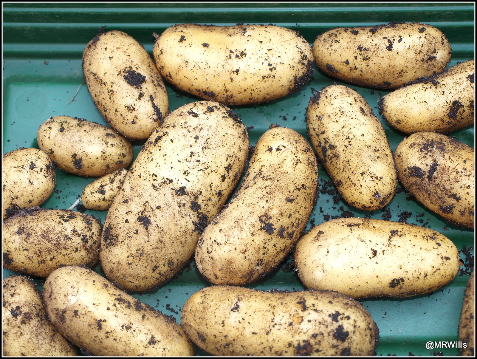 Mark's Veg Plot: Potato "Charlotte"