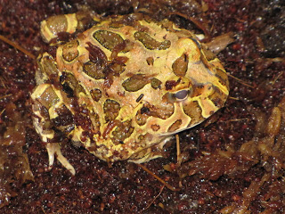Chaco Horned Frog | The Life of Animals
