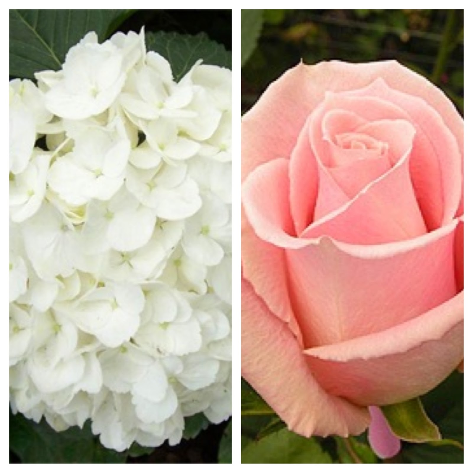 A Touch of Southern Grace : Two Beautiful Things