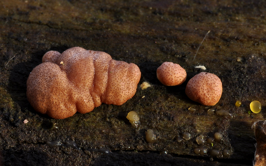 OBRAZY NATURY: Drobnokropka czerwonawa (Hypocrea rufa)