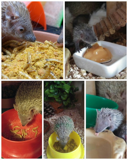 Tiny Tenrecs: Start With the Basics!