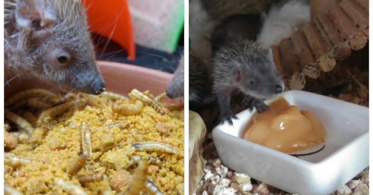 Tiny Tenrecs: Start With the Basics!