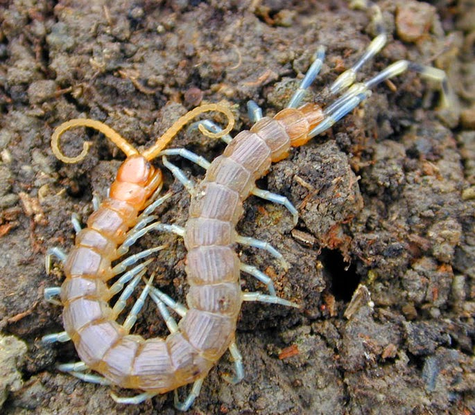 100-legged worms