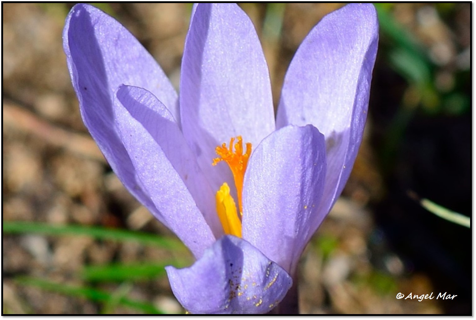Flores y Bichos ***: Crocus serotinus (Azafrán de otoño - Autumn crocus)