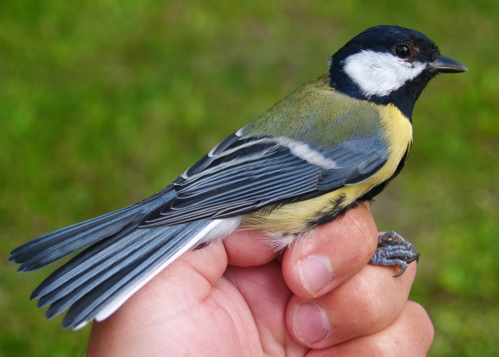 Z notatnika przyrodnika - muzealnika: „Pan" czy „pani" bogatka ...
