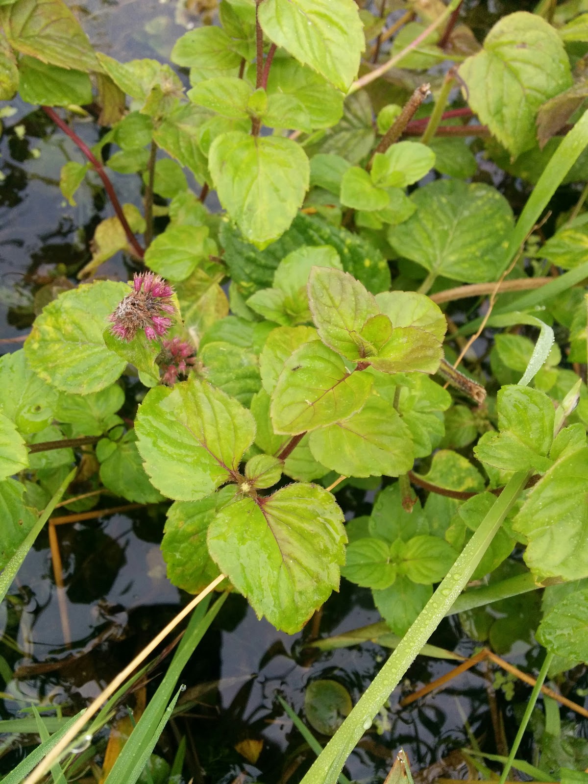 Wild Life: Water Mint