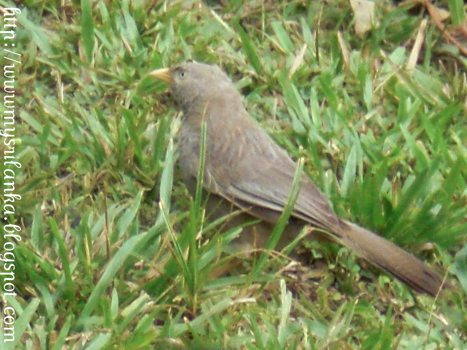 My Sri Lanka: Yellow Billed Babbler (Demalichcha)..............