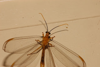 The Nature of Robertson: Nymphes myrmeleonoides - a large yellow ...