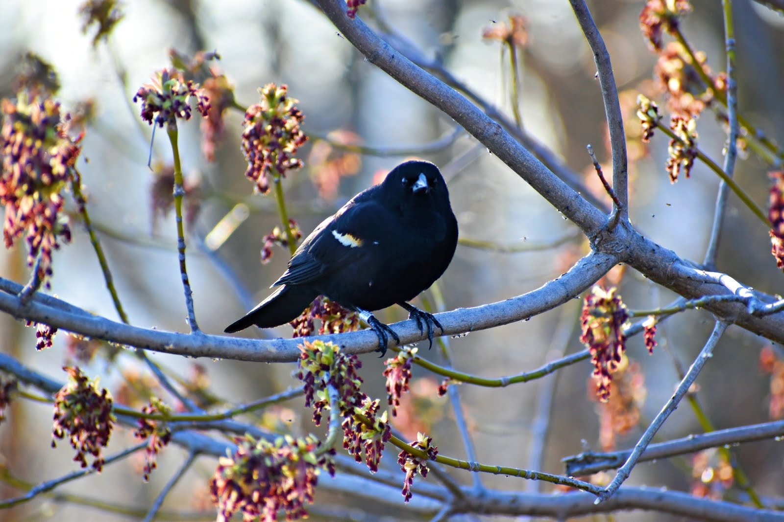 Bird-Banding: An Important Conservation Tool | Nature Notes Blog