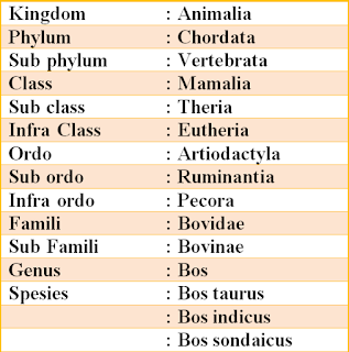 Belajar Beternak Sapi : Asal-usul Sapi, Klasifikasi Sapi dan Macam ...