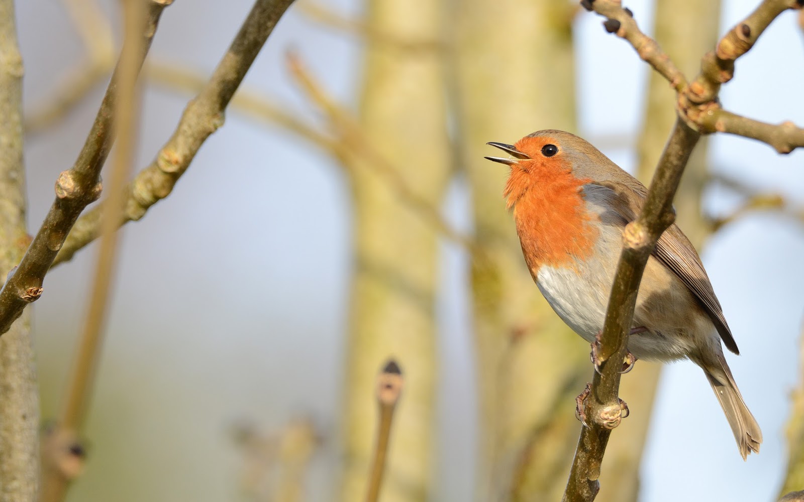 BirdWatch Ireland's Conservation Team blog: The Irish Garden Bird ...