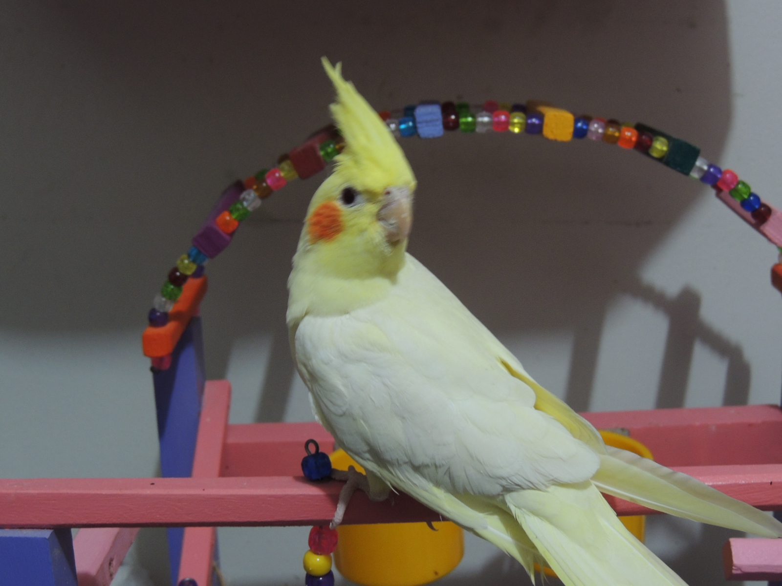 Arte Das Calopsitas: Filhote Lutino Fêmea à Venda!!