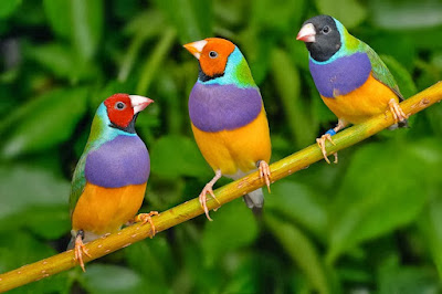 Mengenal burung di dunia - Ensiklopedi Anak