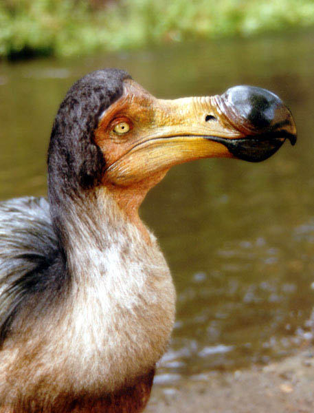 Dodo bird photo - kerysmarts