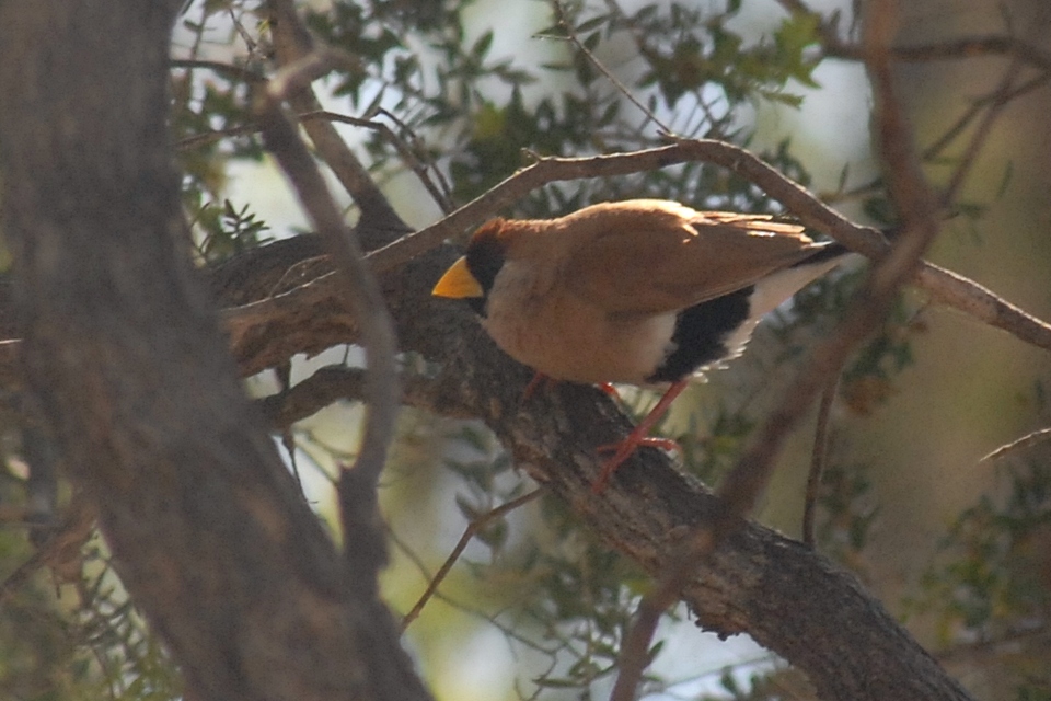 Kay Parkin Birding: Cairns to Iron Range Roadtrip Cape York Qld
