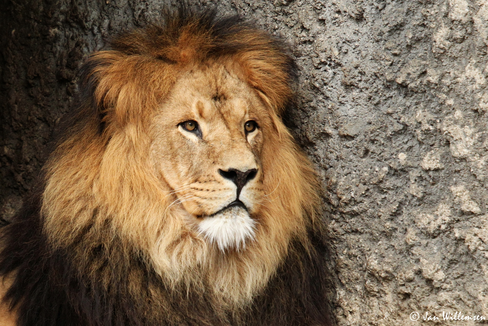 Jan Willemsen Fotografie: ZOO Artis Amsterdam