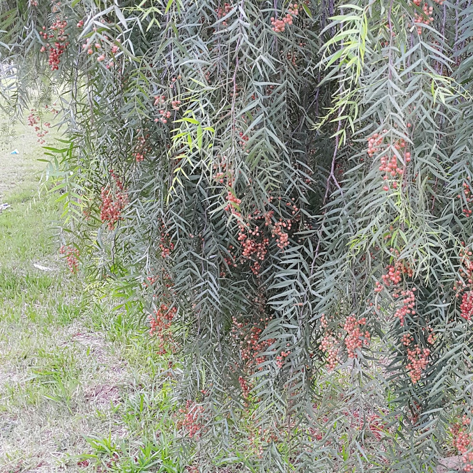 "Verdade//aspas" : 👪 Anacardiaceae (Schinus molle)