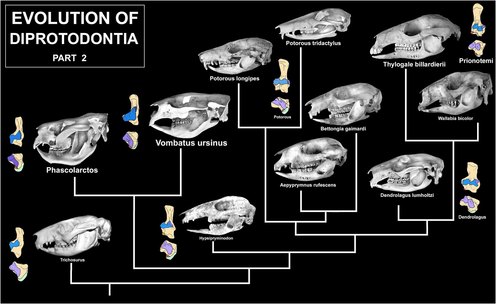 "A EVOLUÇÃO DOS MAMÍFEROS" THE Evolution OF THE MAMMALS: MARSUPIAL ...