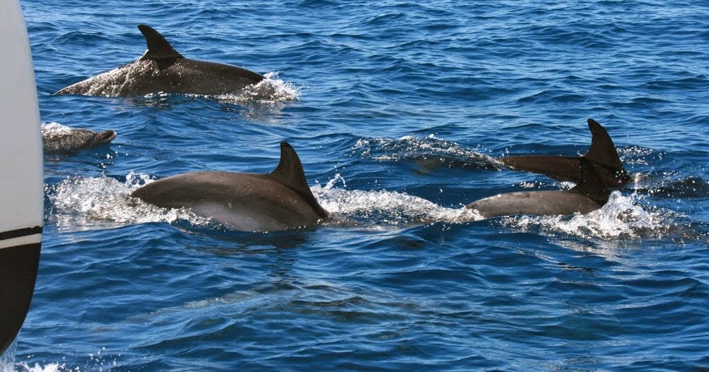 Rota dos Cetáceos - Somos Madeira
