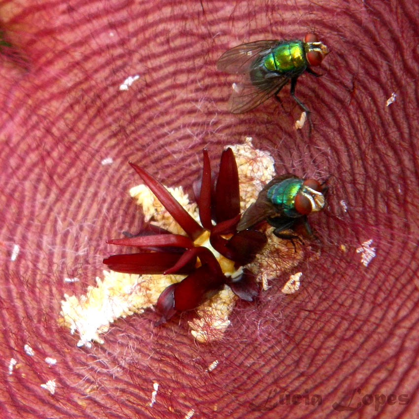 Insetologia - Identificação de insetos: Moscas Varejeiras Iludidas por ...