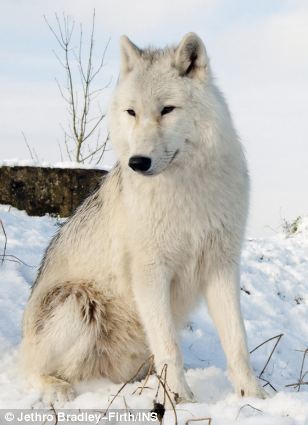 White Wolf : Three Arctic wolf cubs enjoy their first taste of snow