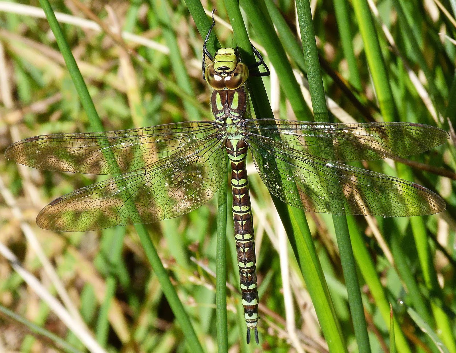 Insects of Scotland: Dragonflies/Damselflies