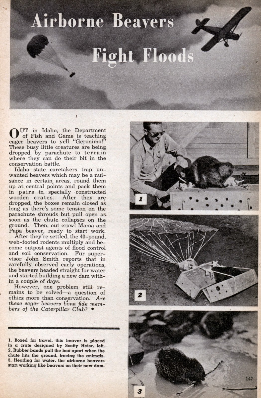 Finestkind Clinic and fish market: Headsup for parachuting Beavers