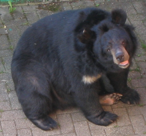Inspiration Recollection: Asian Black Bear (Moon Bear)