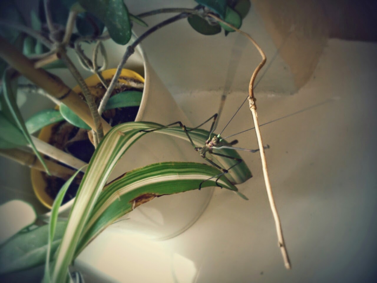 Straszyki i Patyczaki - fascynujące zwierzęta nocne: Kolejna zmiana ...