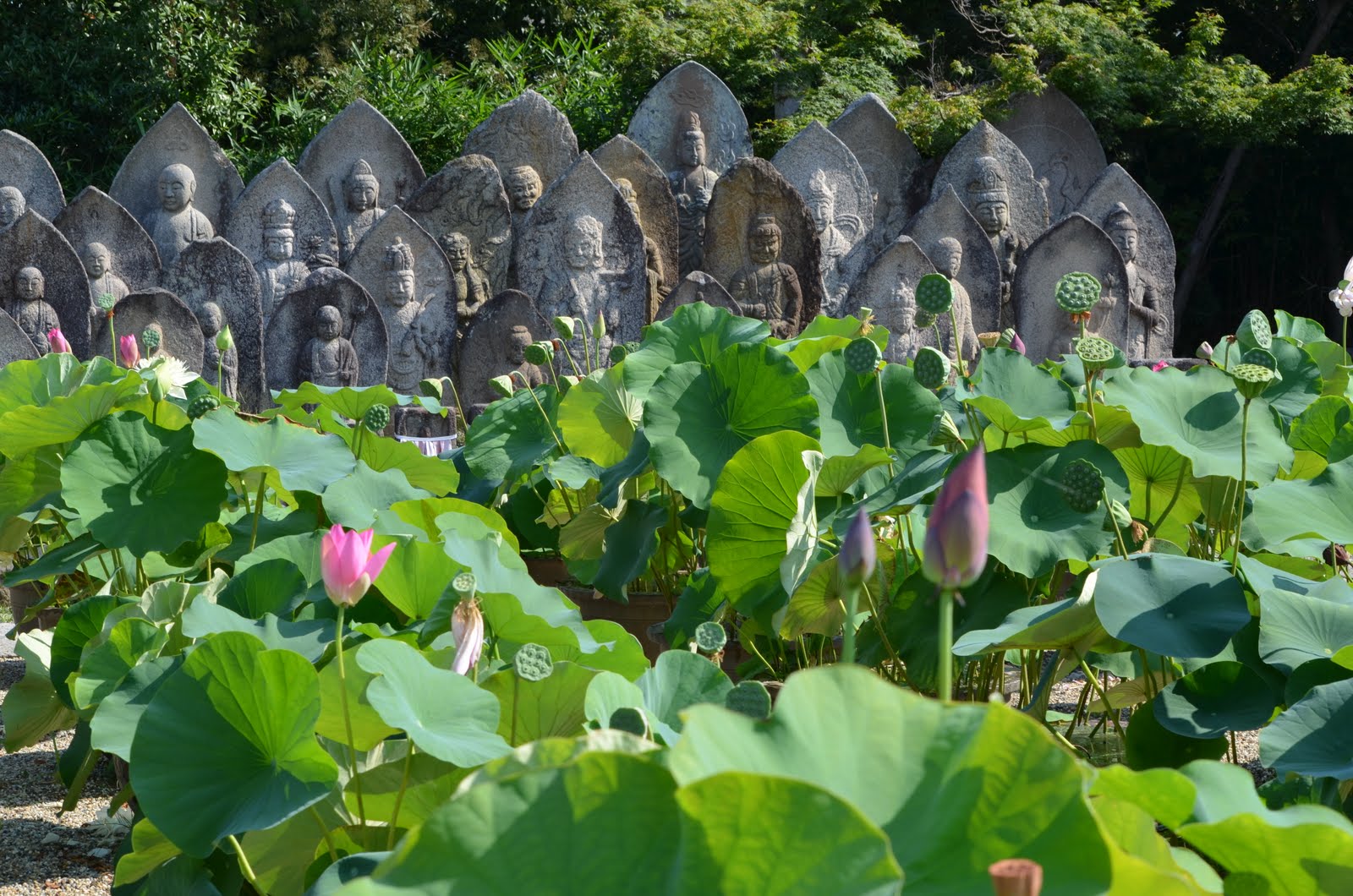Sarah's English Writing Blog: Lotus flower in Nara