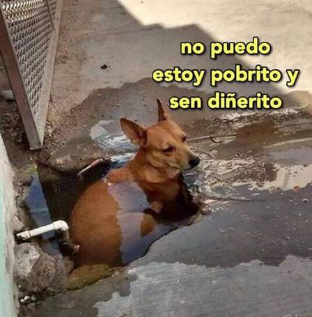 Meme: "no puedo" Animais falando portunhol - Blog Sequelanet