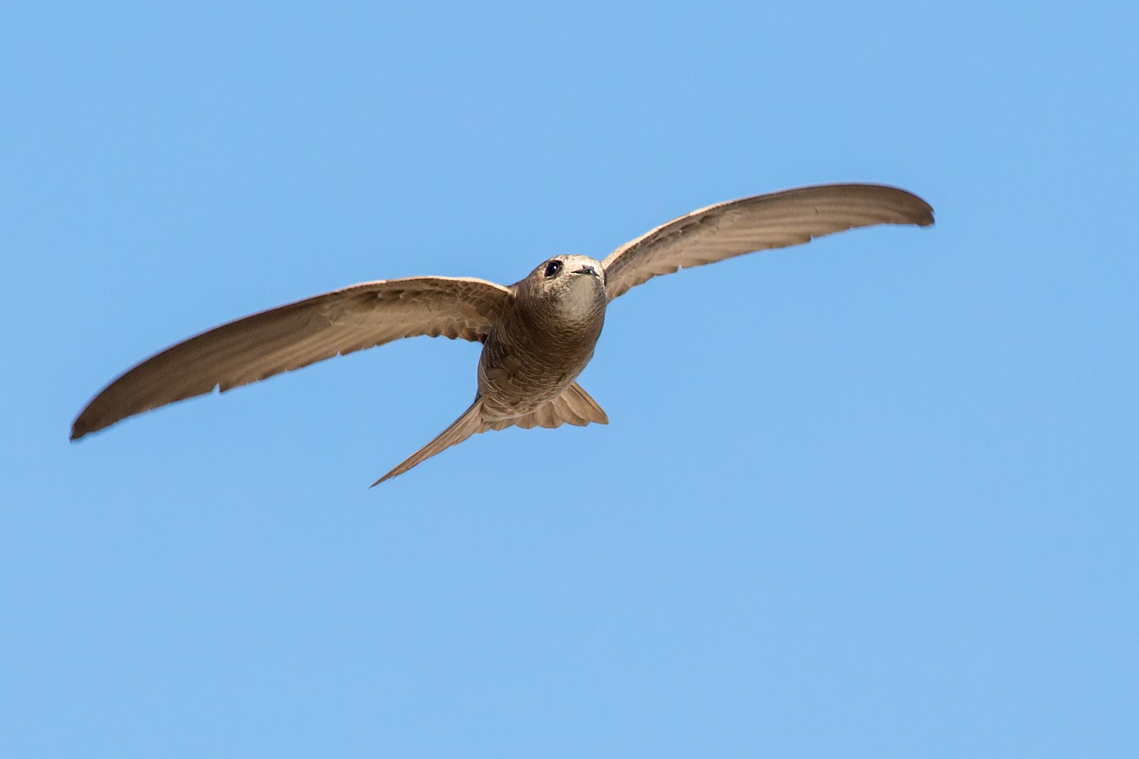 Wildlife Diaries: SW Spain & Portugal & Separating adult Pallid Swift ...