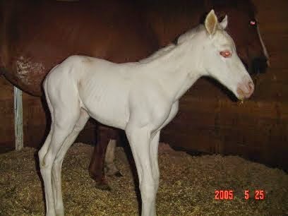 Hope and Horses: Horse Color Genetics: Overo and Lethal White Syndrome