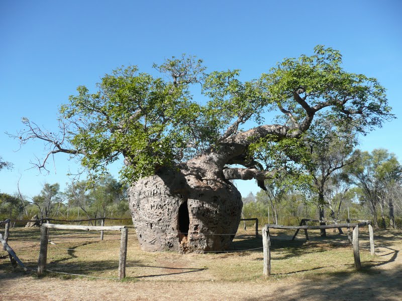 Nele & Andrew Around Oz: Kimberley Entrance Caravan Park, Derby, WA